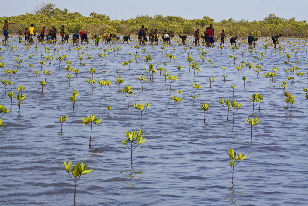 10 years- 10 lessons we learnedfrom the Livelihoods-Senegal mangrove ...